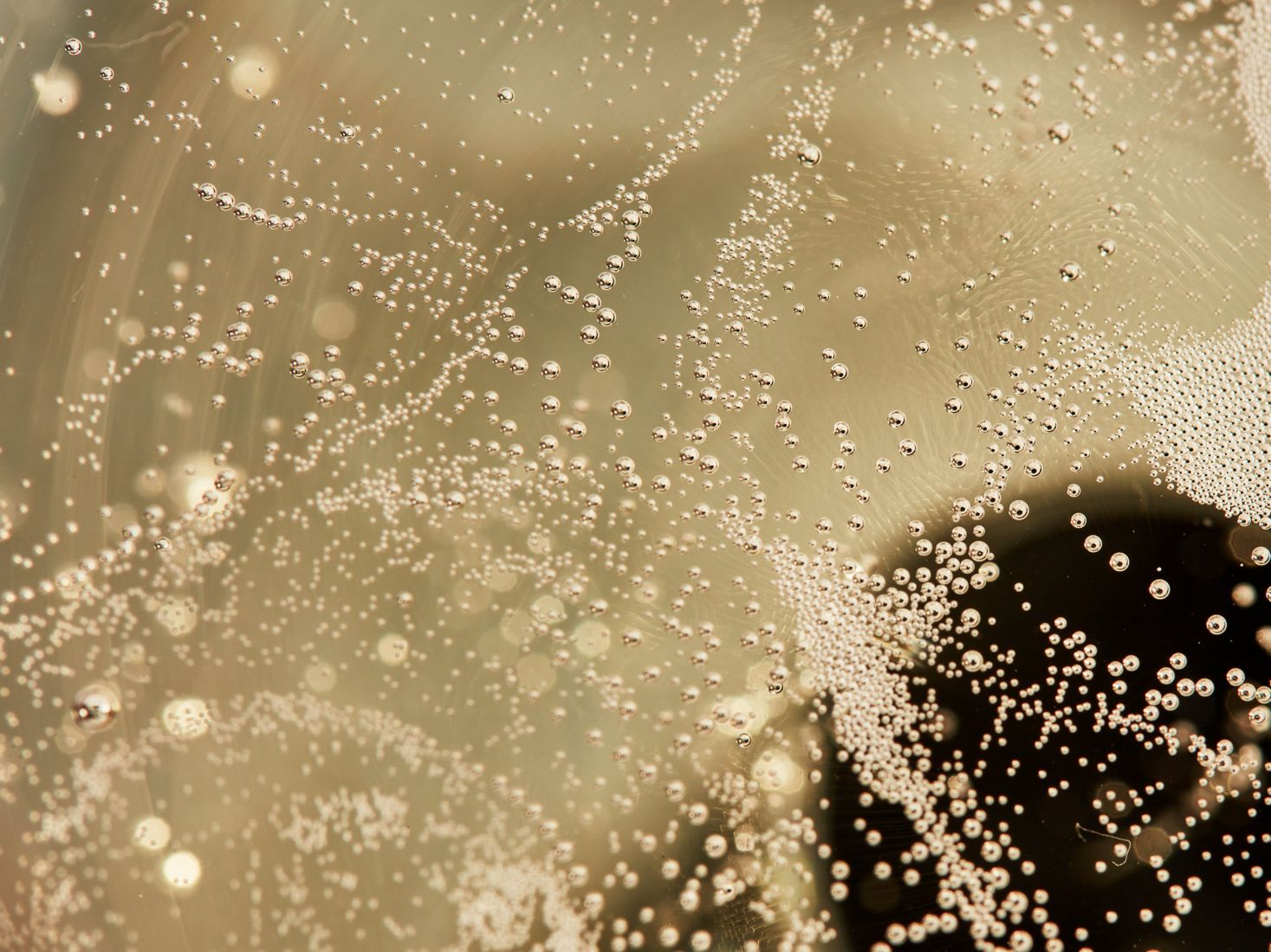 Wine 101: How is Champagne and sparkling wine made? | Dan Murphy’s