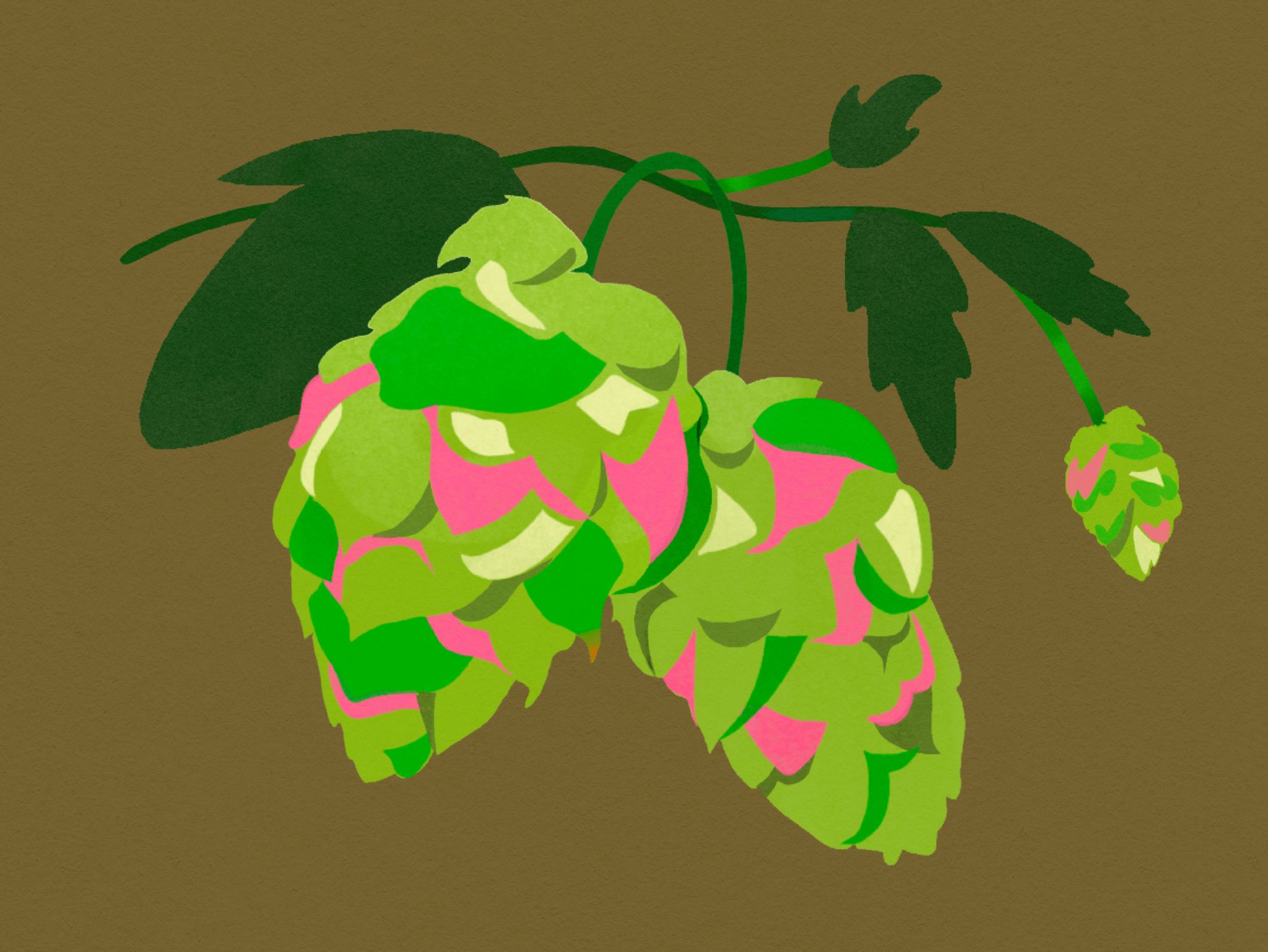 8 Most Popular Australian Beer Hop Varieties You Must Know (Galaxy ...