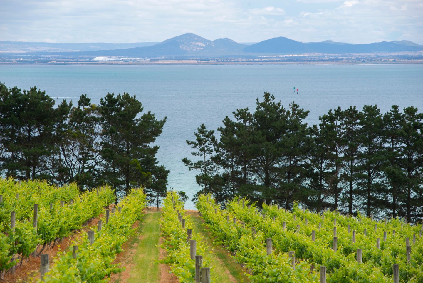 Ultimate Guide to Bellarine Peninsula Wine Region (Top Places, Wines ...
